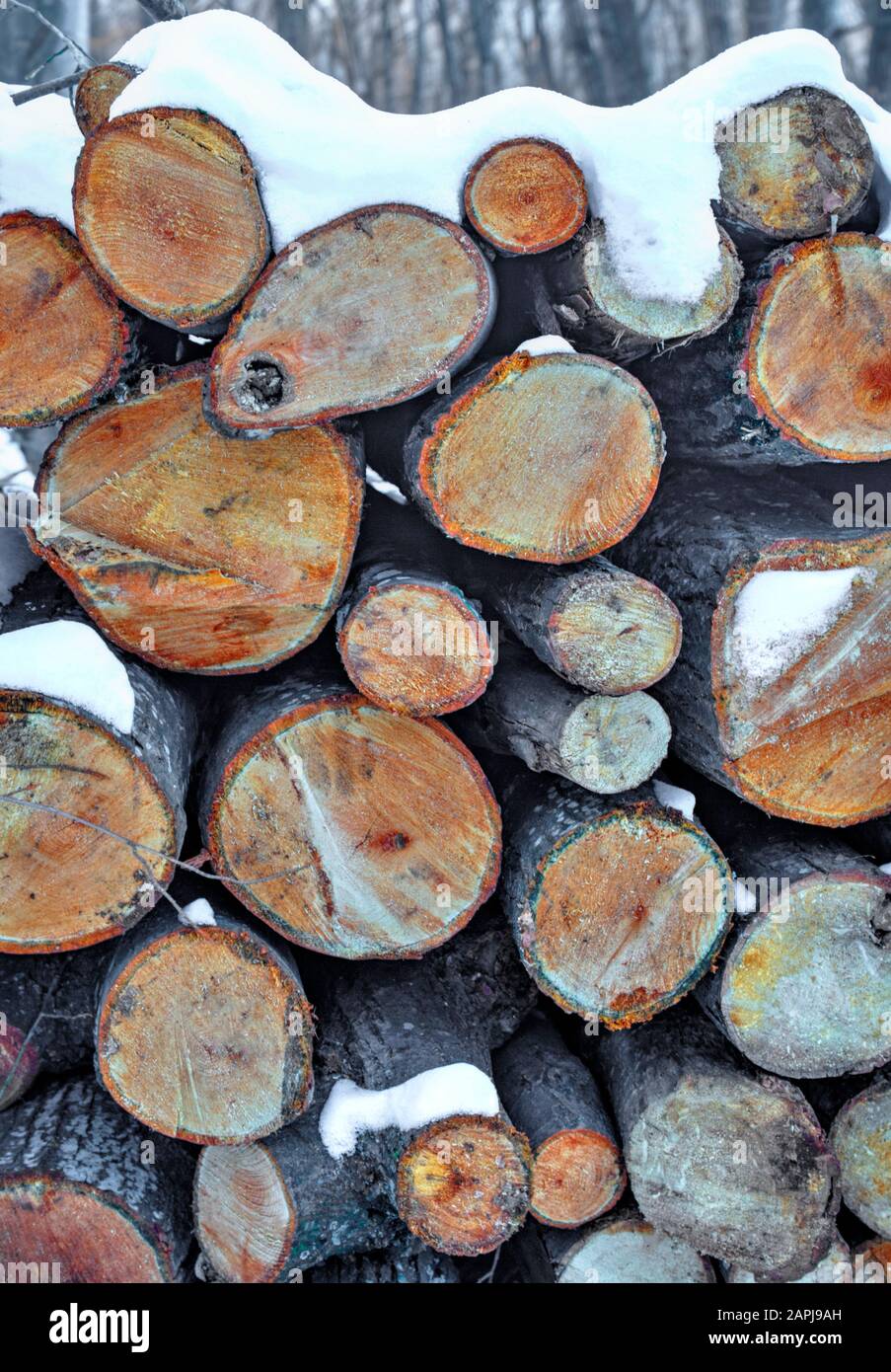A background of fresh cut timber in the winter forest Stock Photo - Alamy