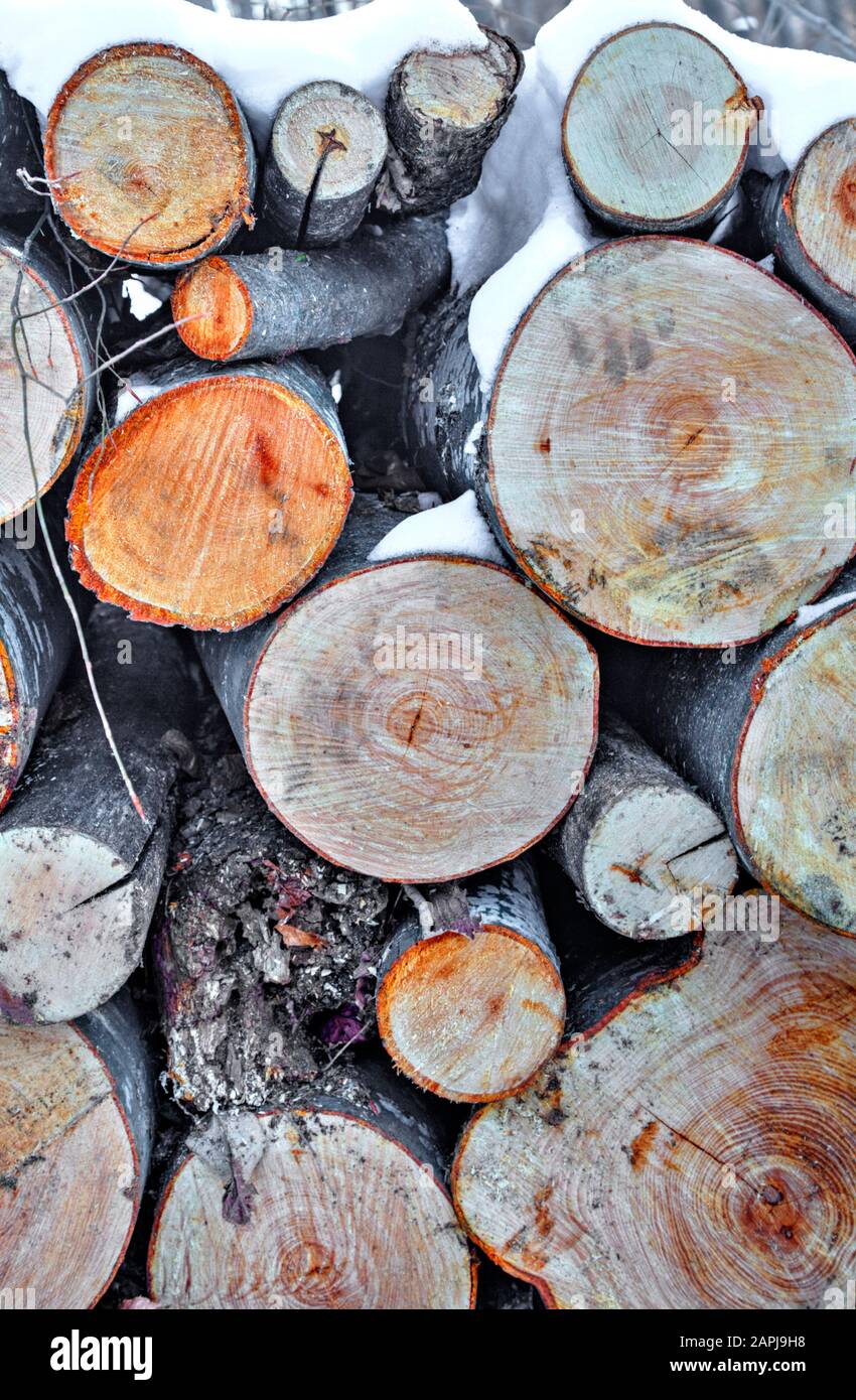 A background of fresh cut timber in the winter forest Stock Photo - Alamy