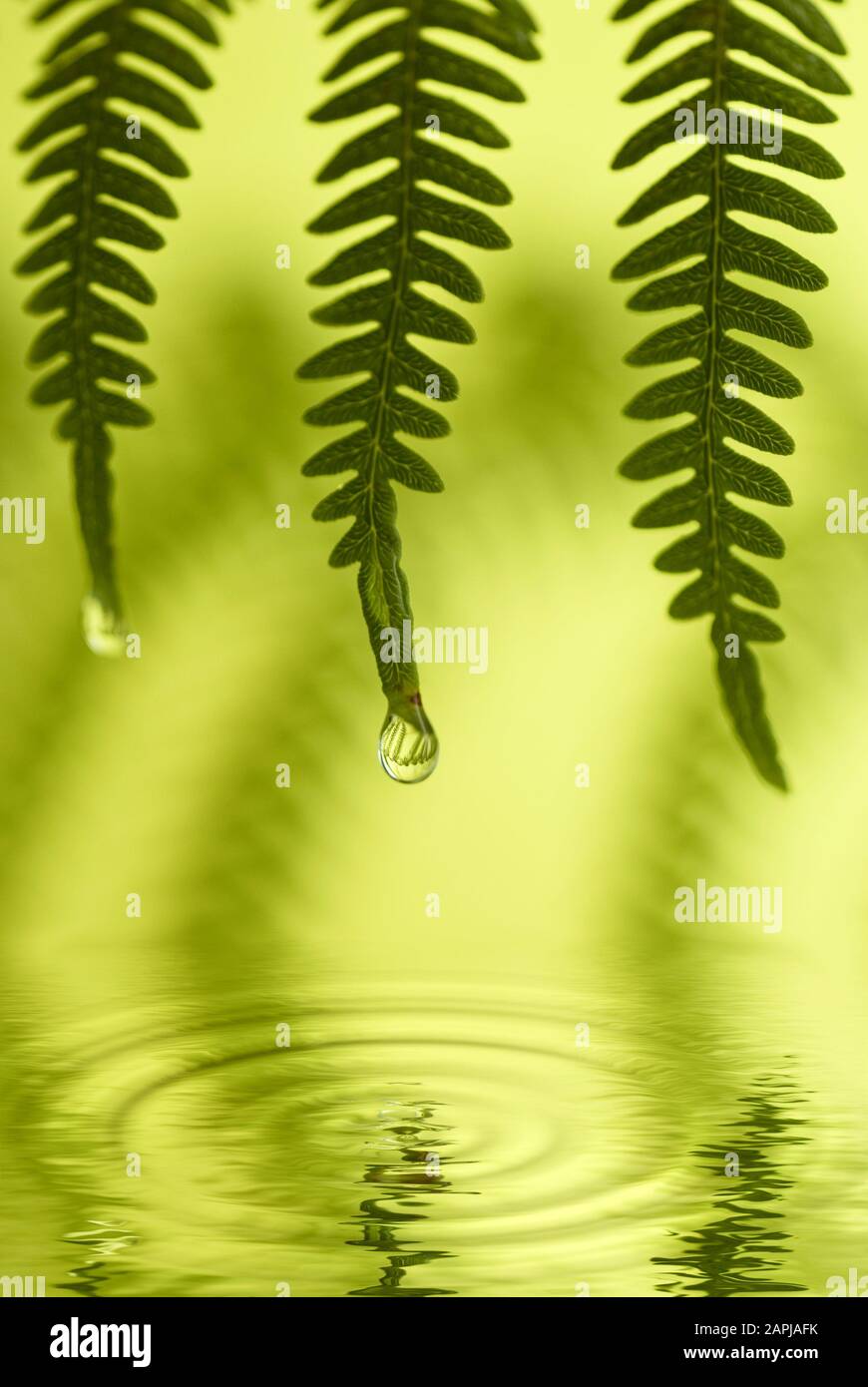 drops of dew fall from the fern into the clear water Stock Photo - Alamy