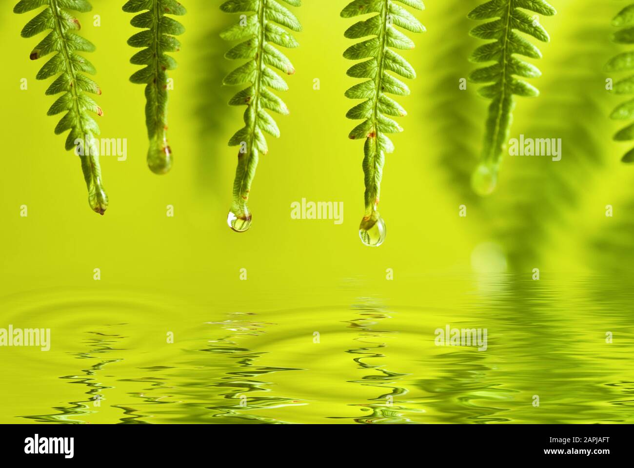 drops of dew fall from the fern into the clear water Stock Photo - Alamy
