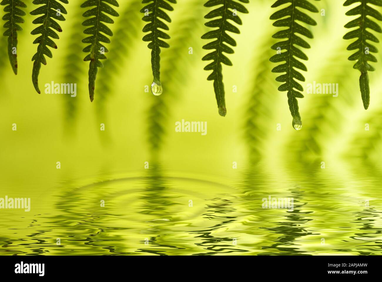 drops of dew fall from the fern into the clear water Stock Photo - Alamy