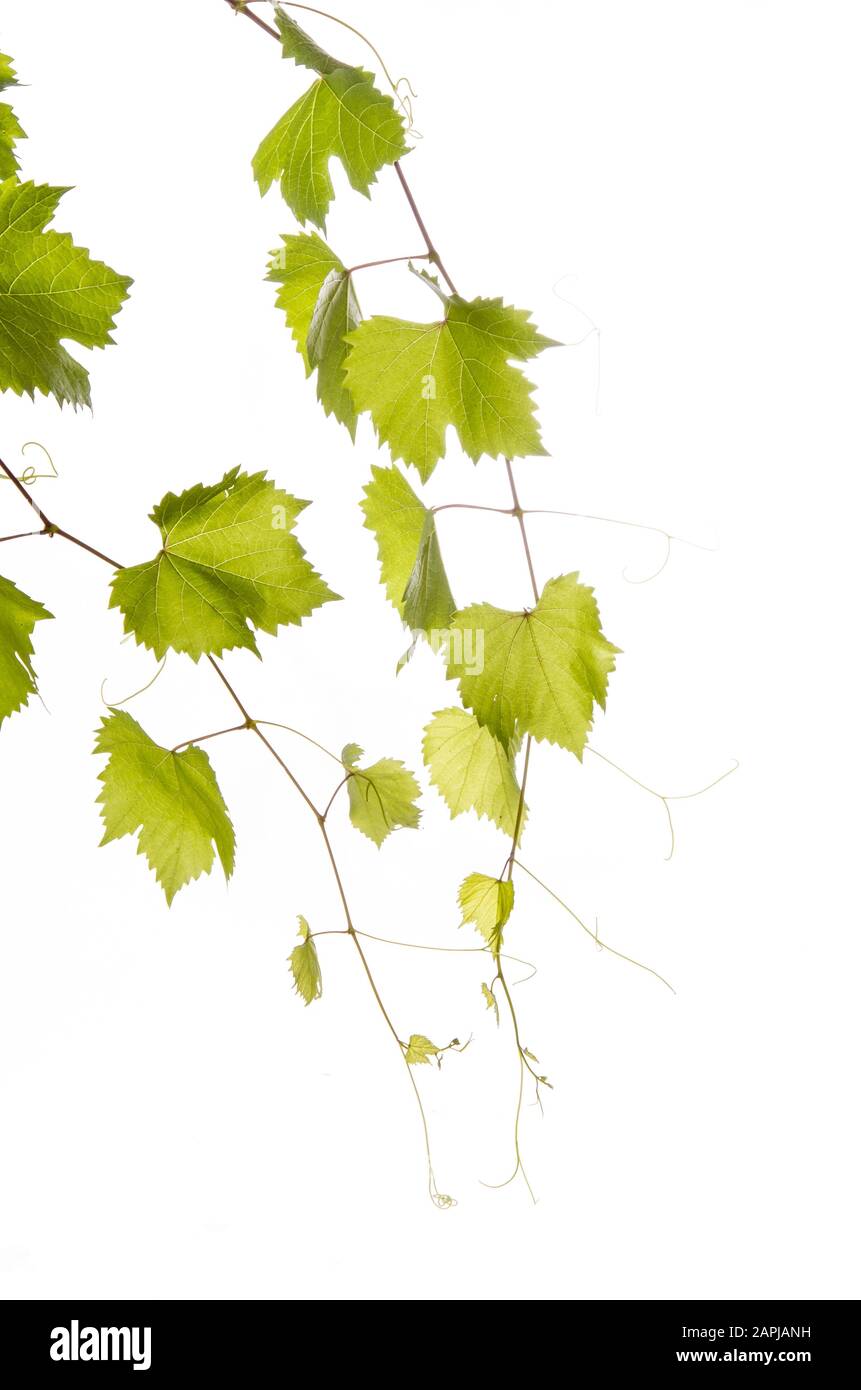 growing grape vine isolated on the white background Stock Photo - Alamy