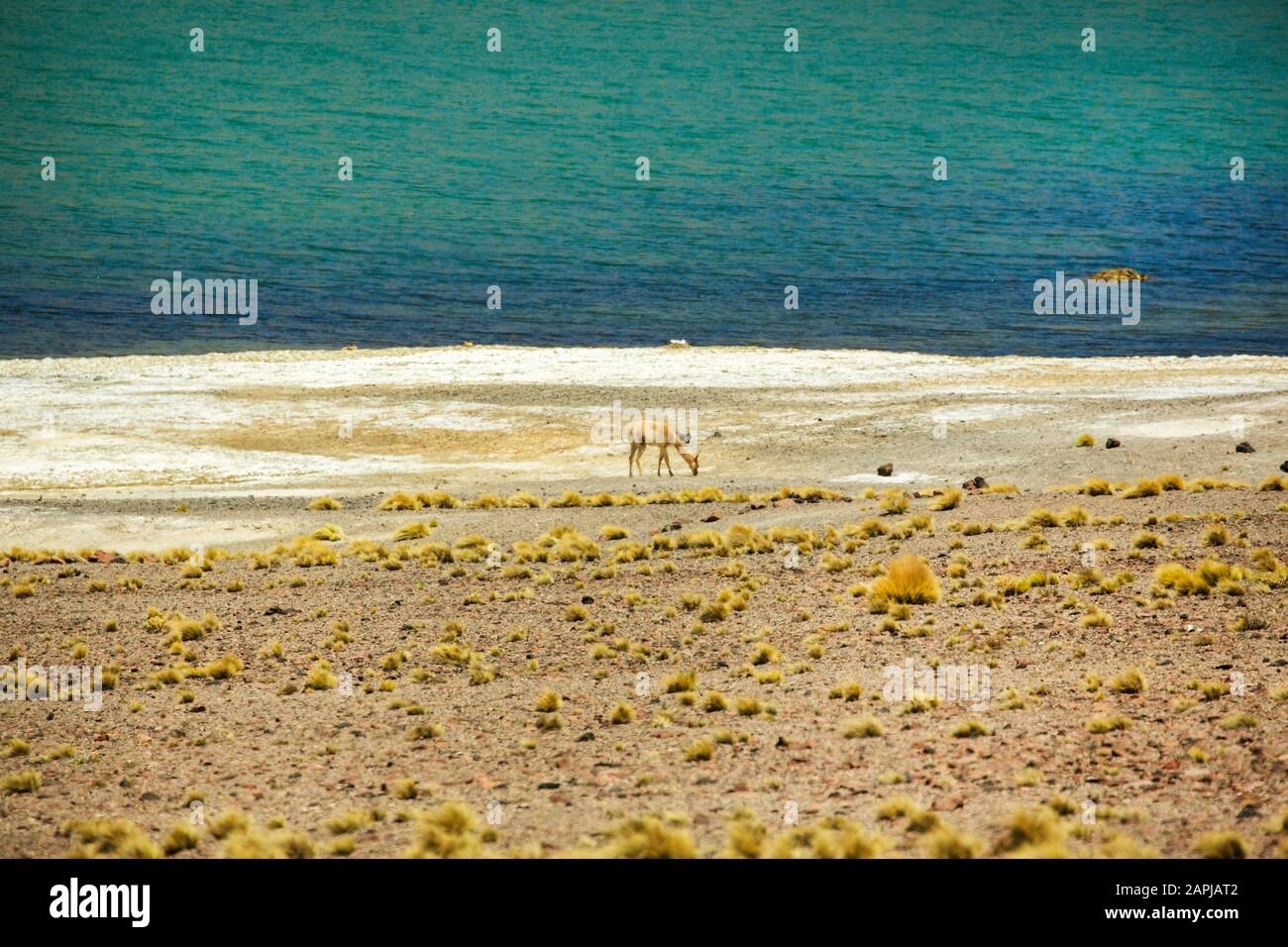 Guanaco grazing at 14,000 feet by the side of Laguna Miscanti, Atacama ...