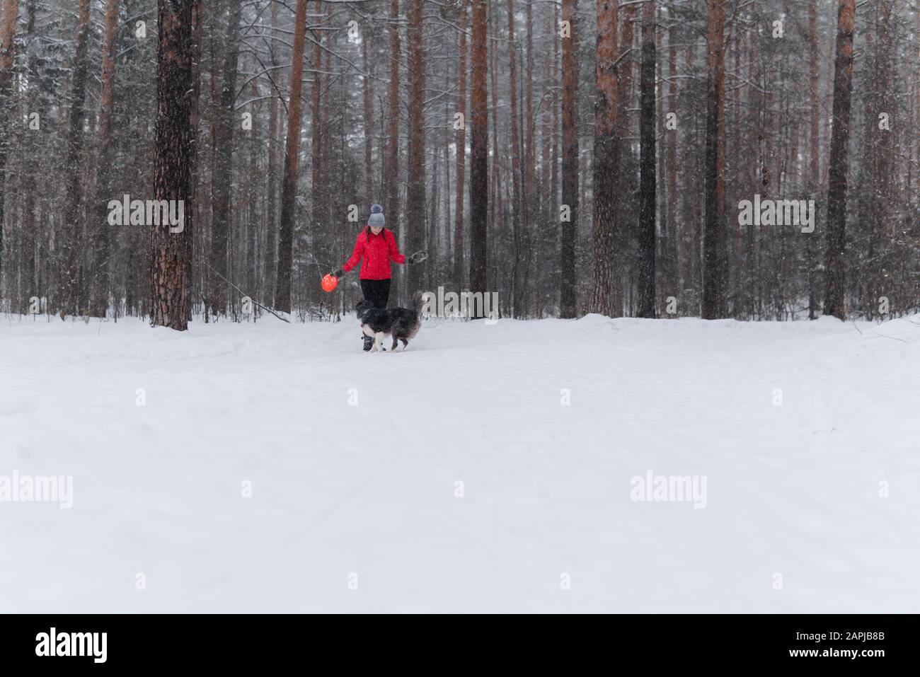 young woman plays frisbee with a dog in a winter forest during a ...