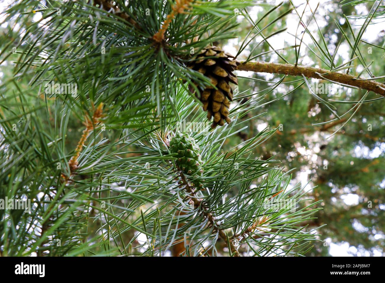 Natural pine fir tree hi-res stock photography and images - Alamy