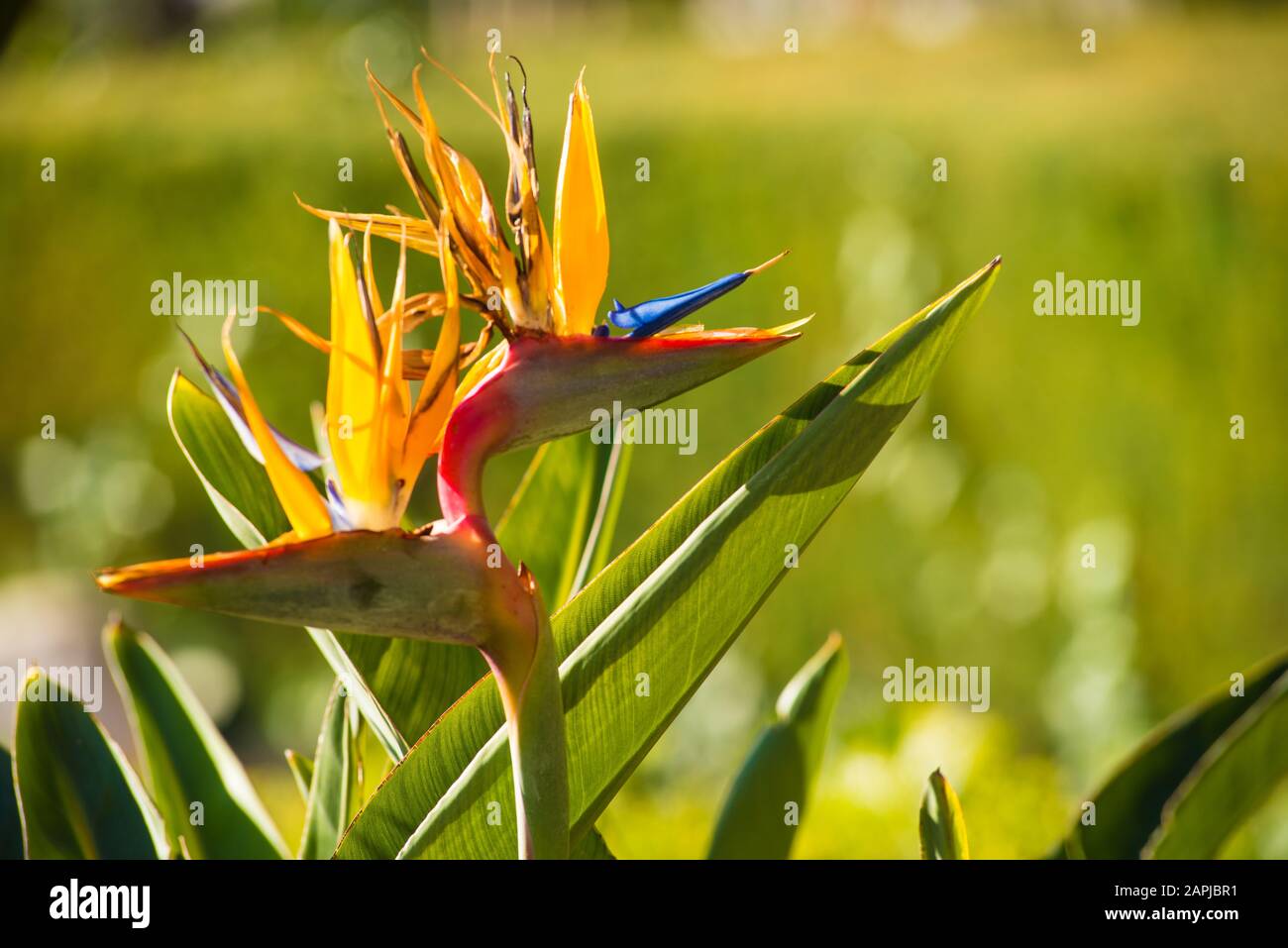 Bird of Paradise tropical flower Stock Photo - Alamy