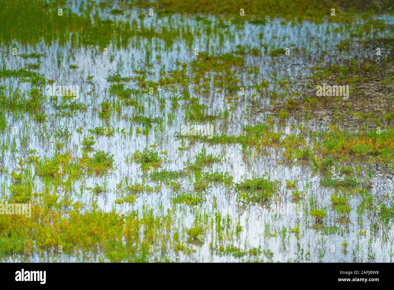 Rye Nature Reserve wetlands low vegetation Stock Photo - Alamy