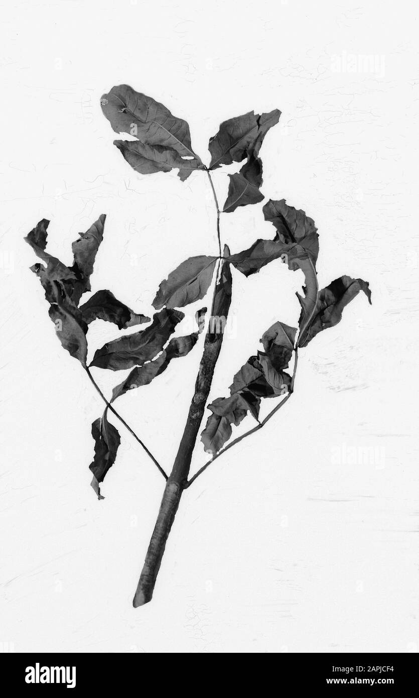 Horn tree Black and White Stock Photos & Images - Alamy