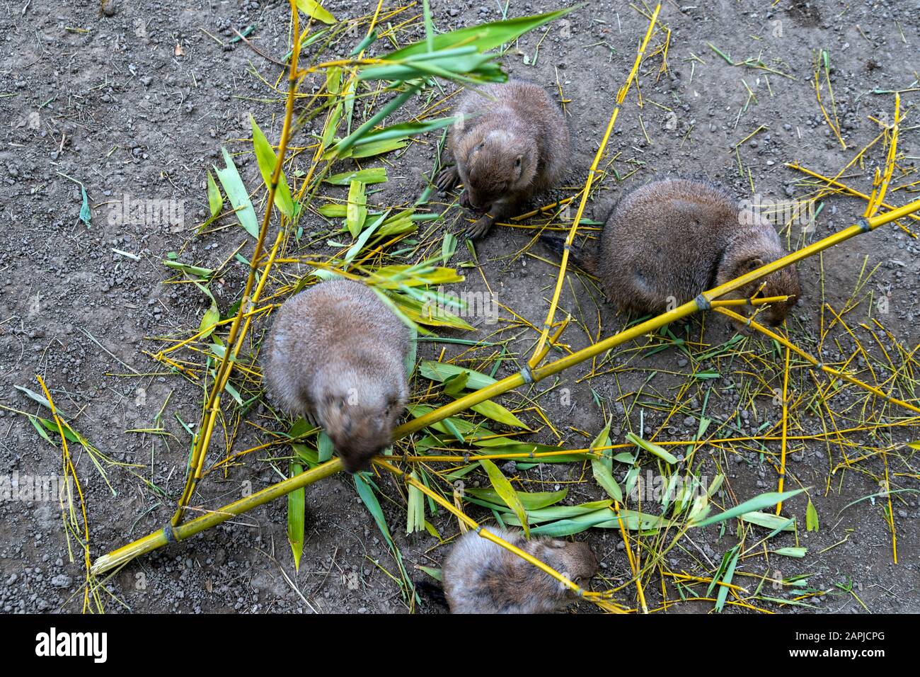 Three dwarf mongoose hi-res stock photography and images - Alamy