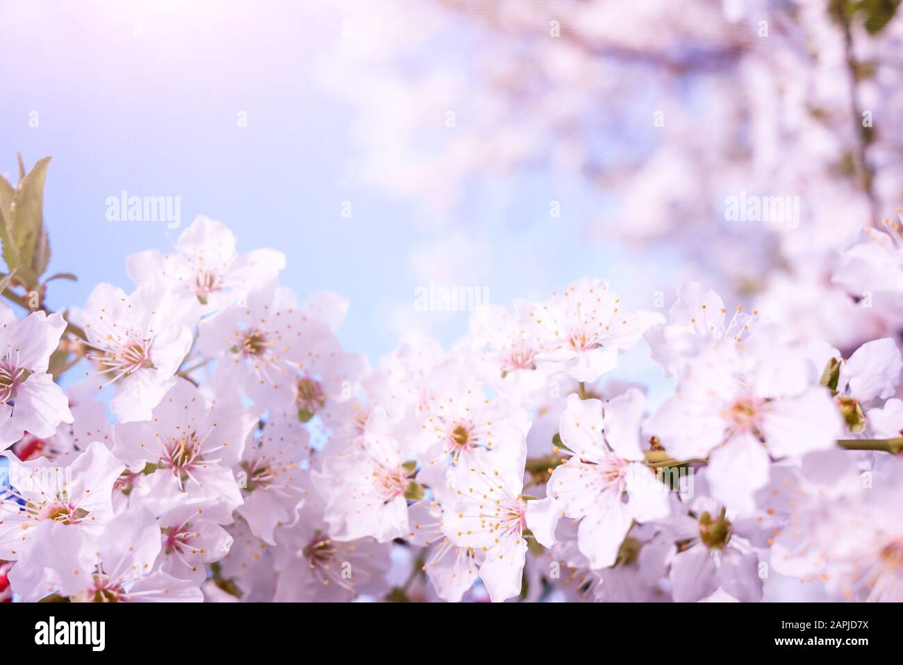 Spring nature background with cherry blossom Stock Photo - Alamy