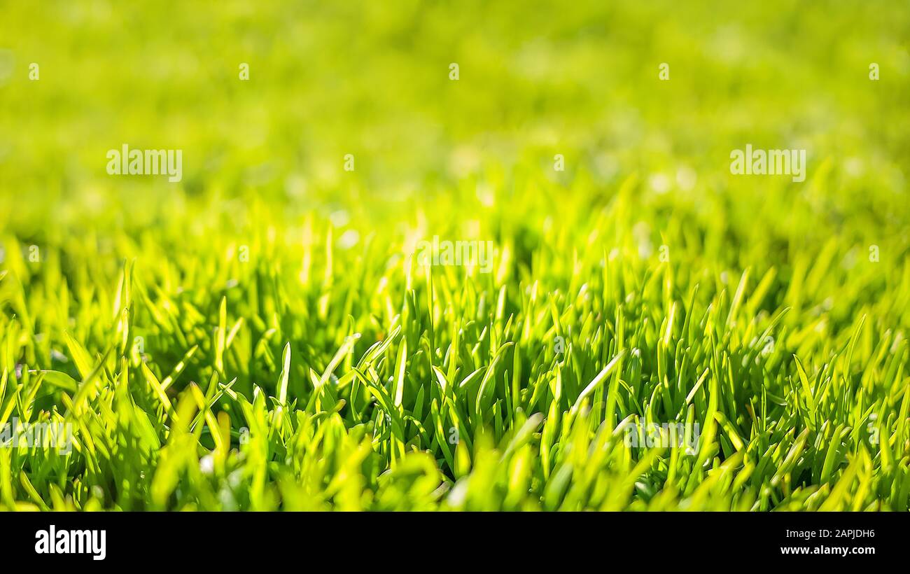 Green grass nature background Stock Photo - Alamy