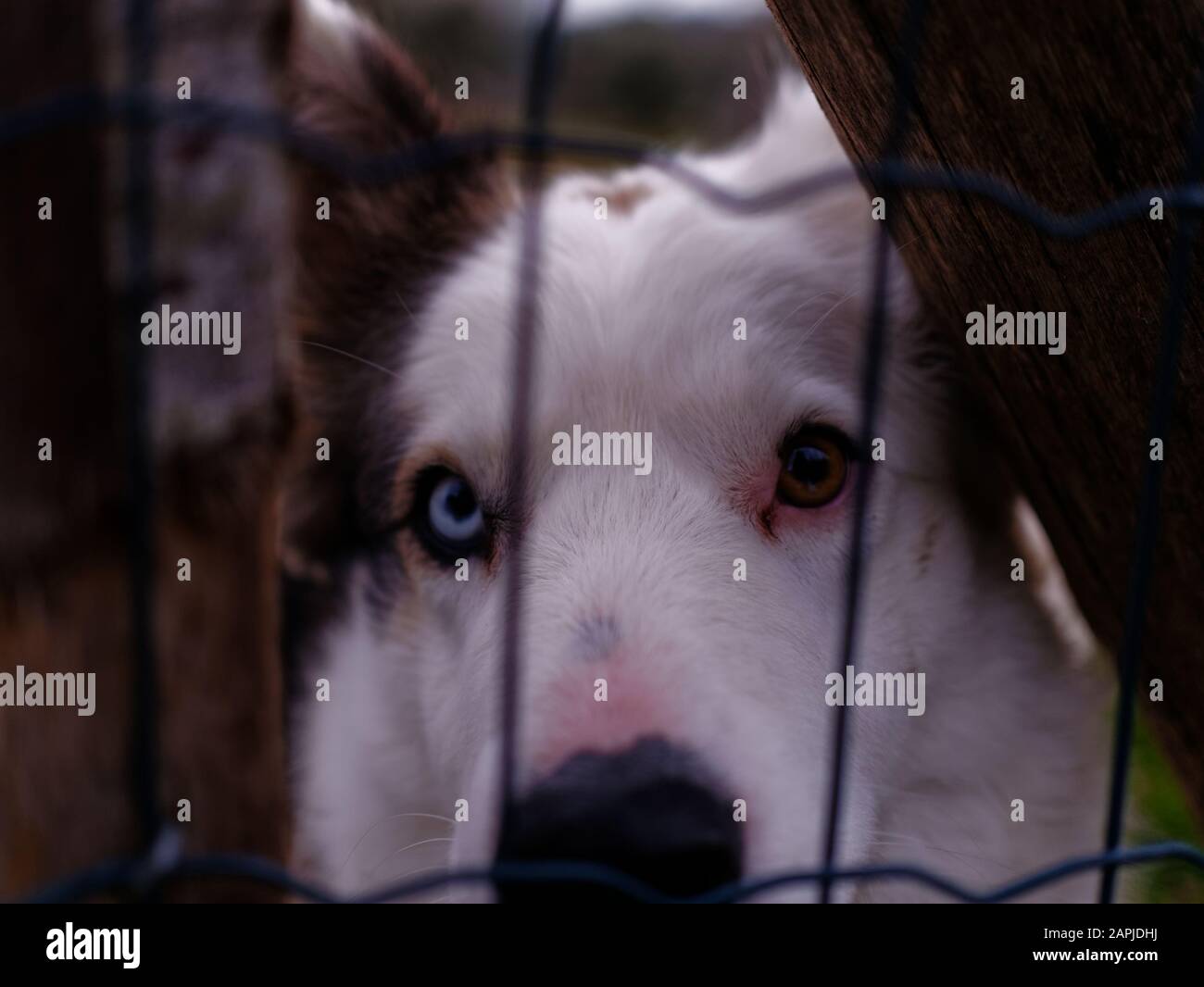 Sweet eyes inside a cage Stock Photo - Alamy
