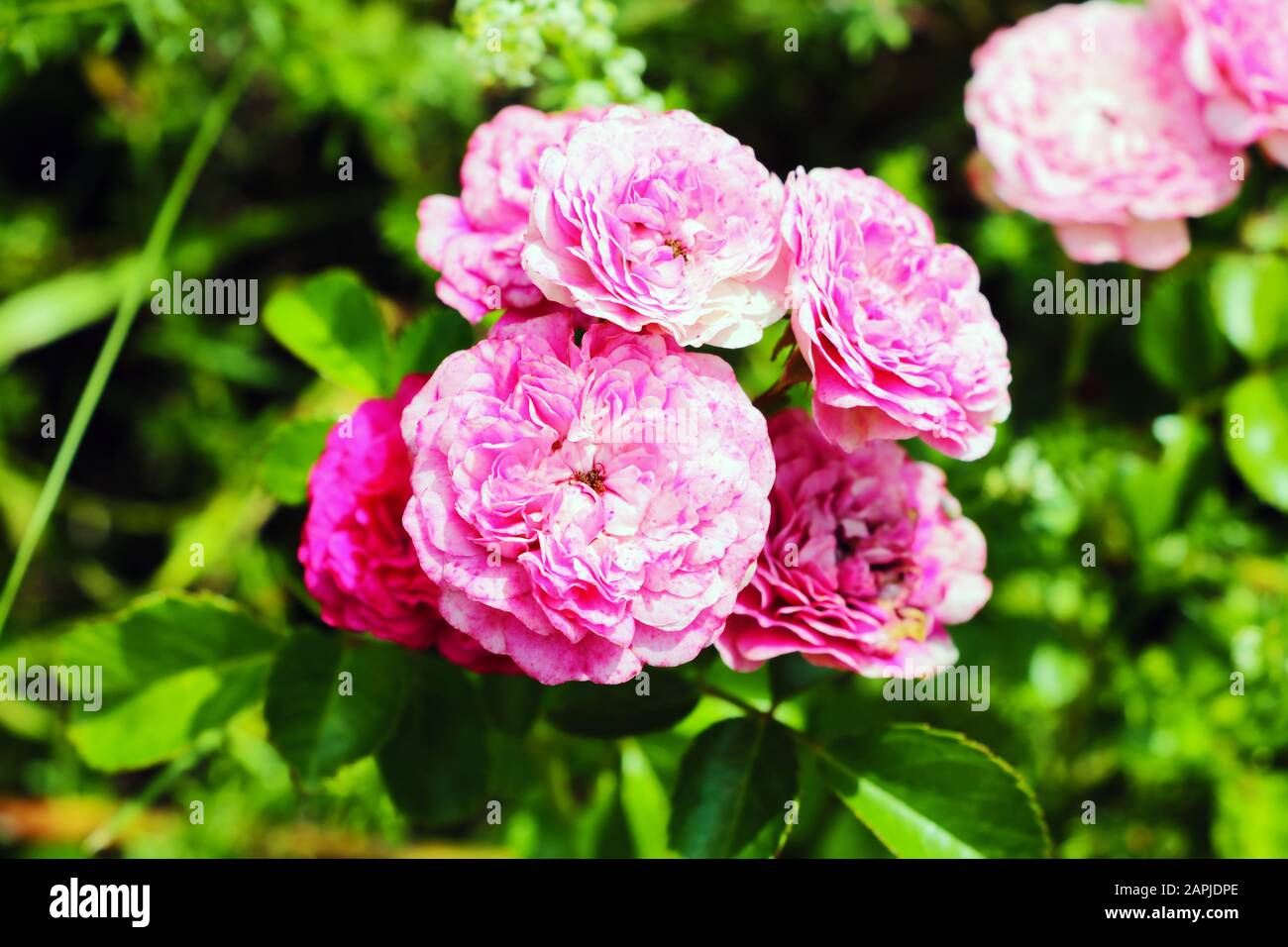 Garden red flower hi-res stock photography and images - Alamy