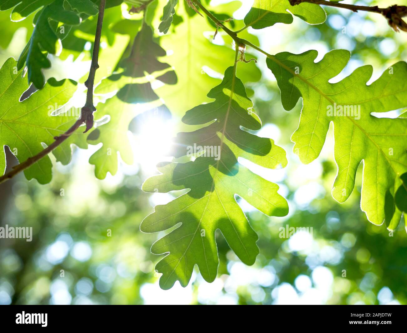 Spring green foliage oak tree hi-res stock photography and images - Alamy