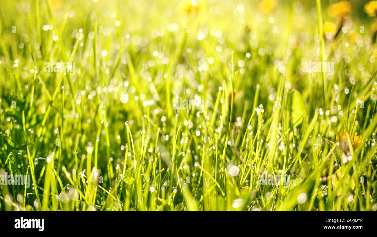 Spring nature background with green grass Stock Photo - Alamy
