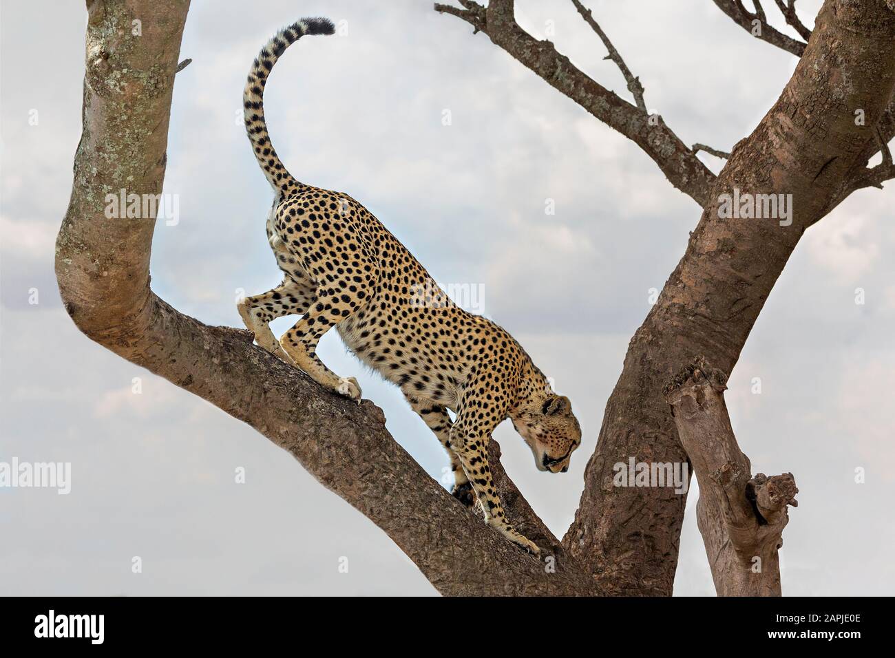 Cheetah on the tree in Serengeti, Tanzania Stock Photo - Alamy
