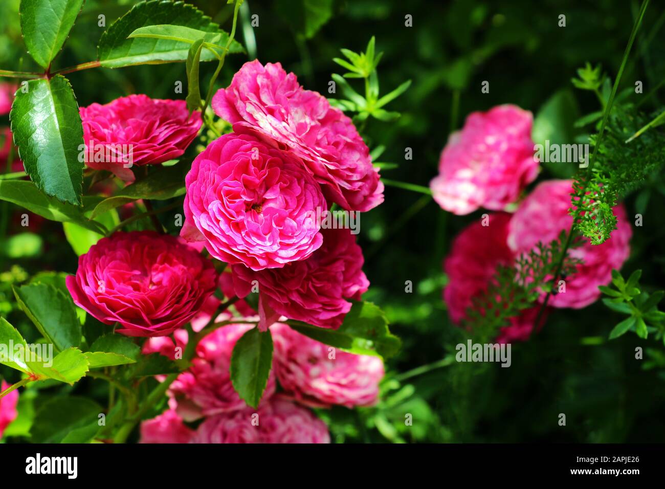 Garden red flower hi-res stock photography and images - Alamy