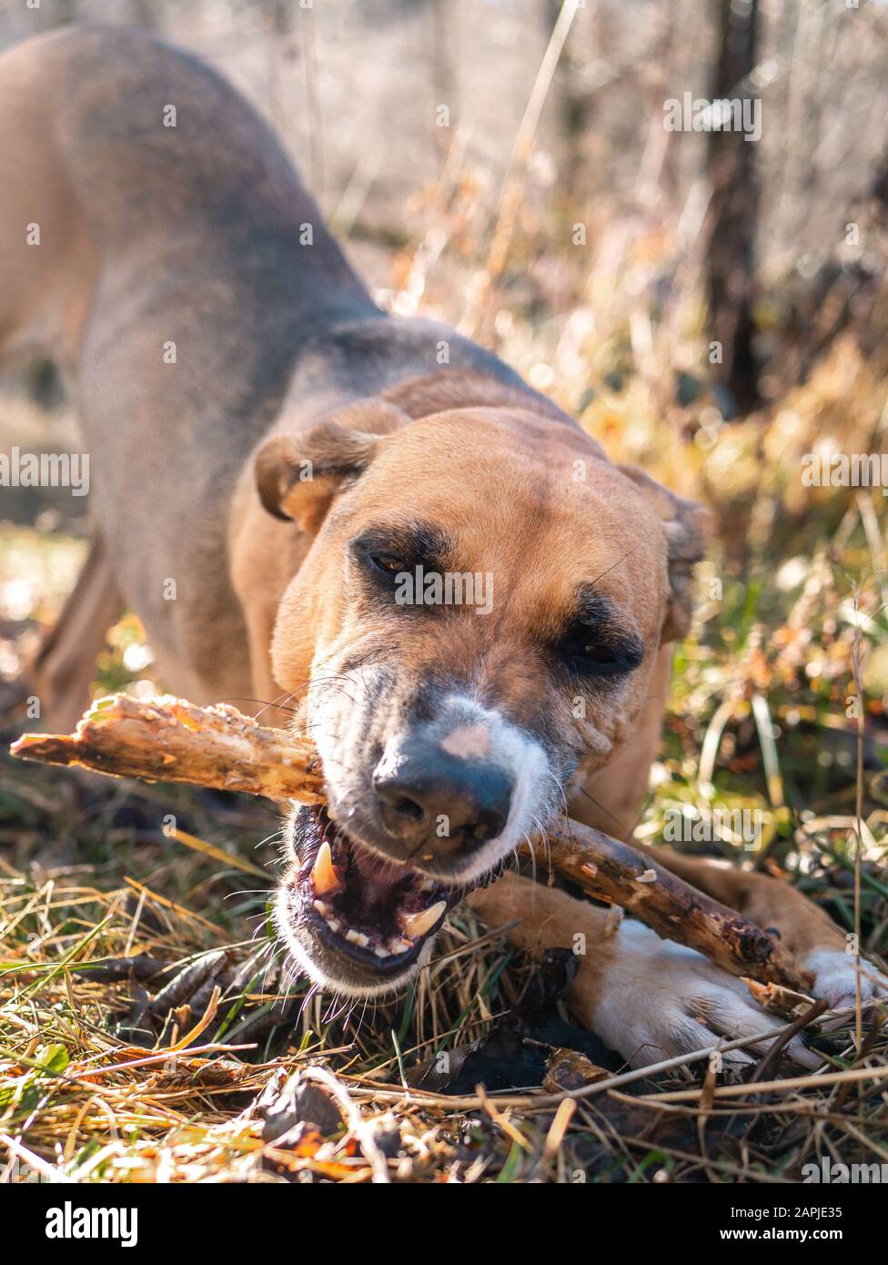 Young doggy playing stick hi-res stock photography and images - Alamy