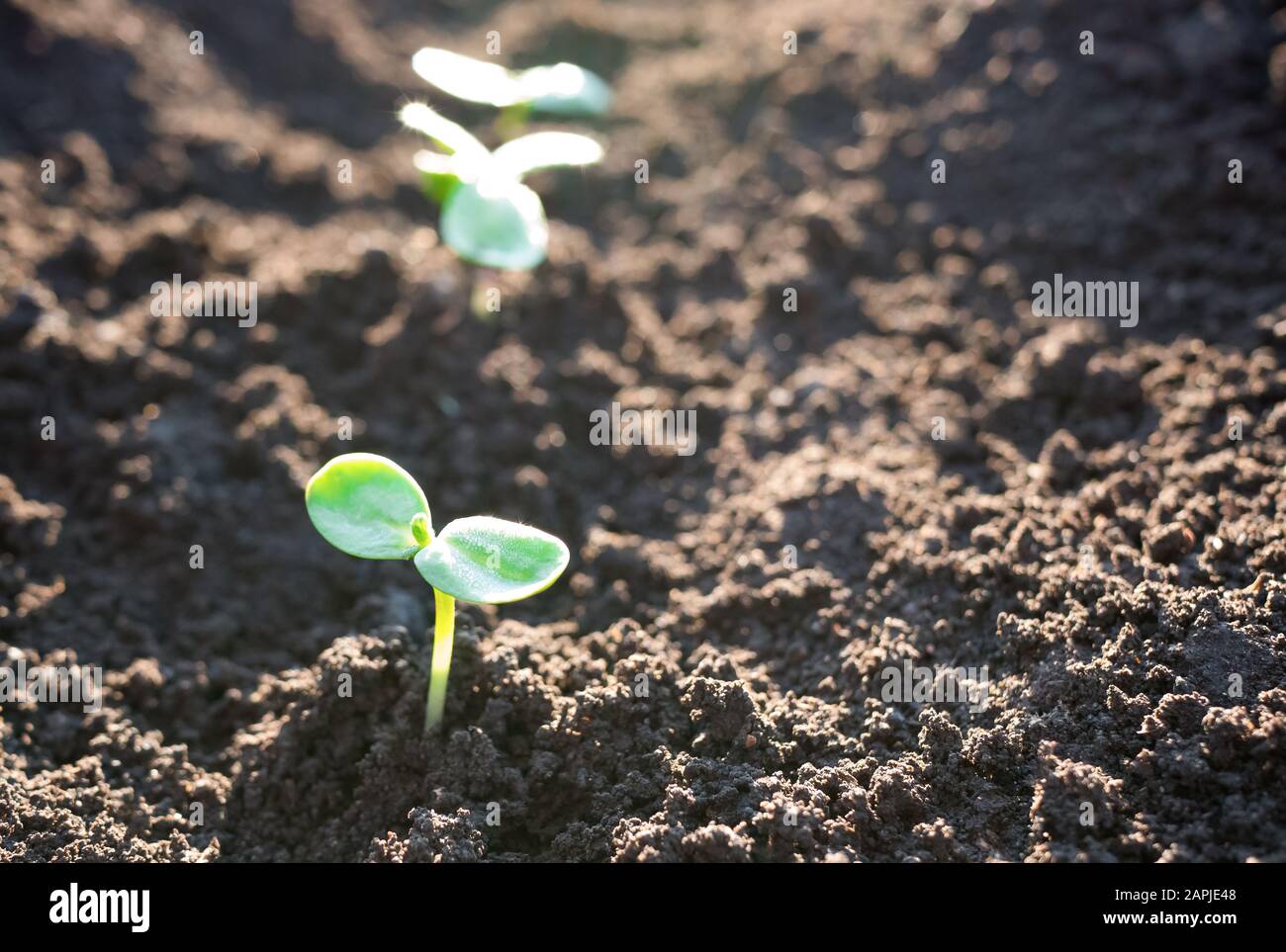 Plants growth and development hi-res stock photography and images - Alamy