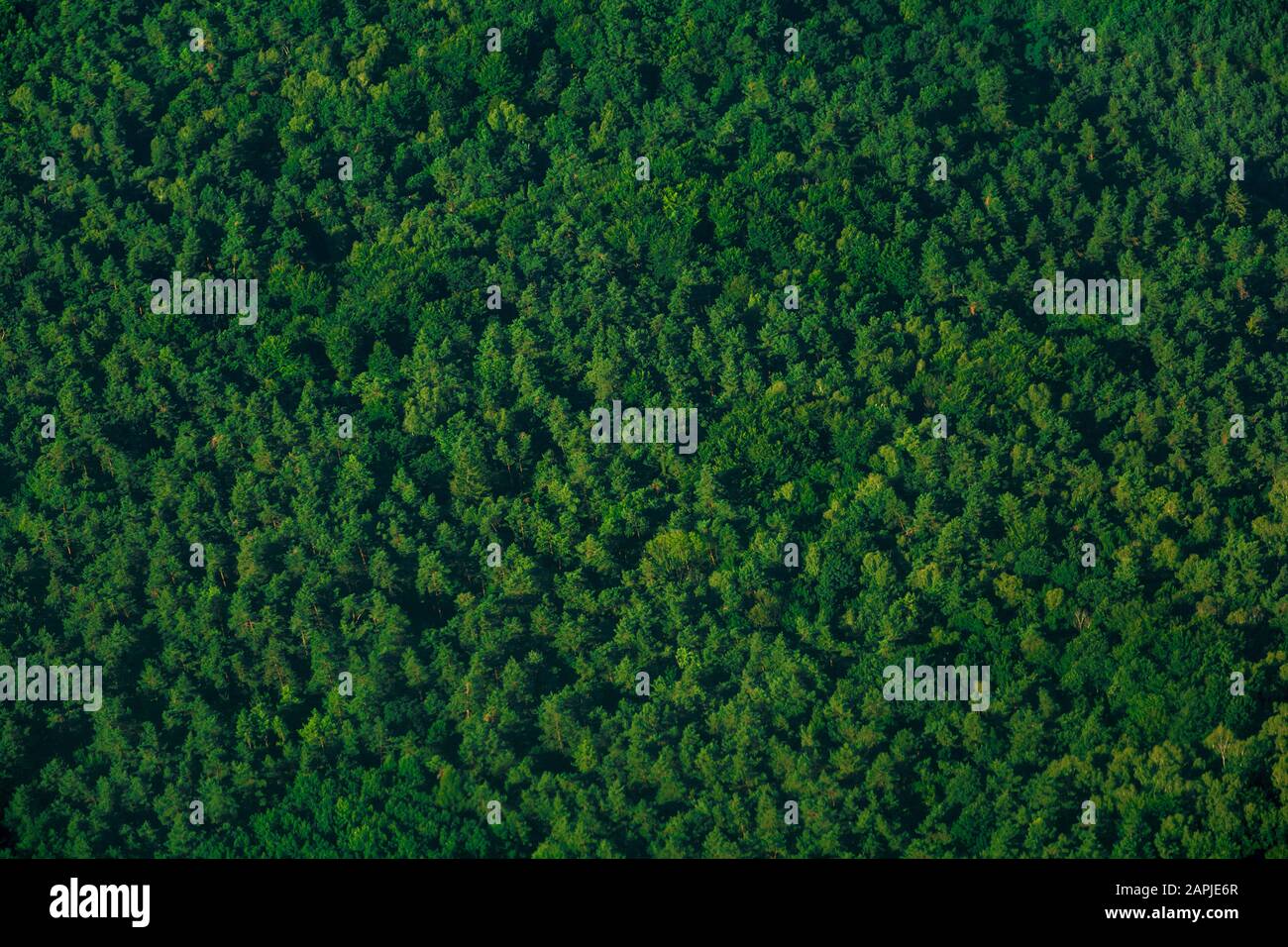 Green aerial top view forest. Evergreen spruce pattern Stock Photo - Alamy