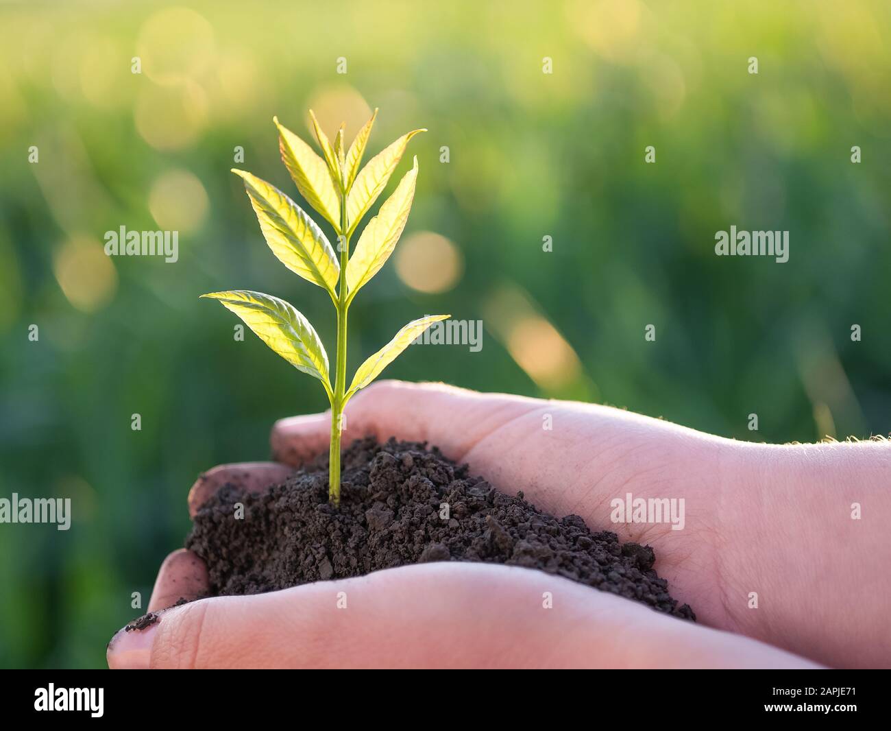 Hand plant new life hi-res stock photography and images - Alamy