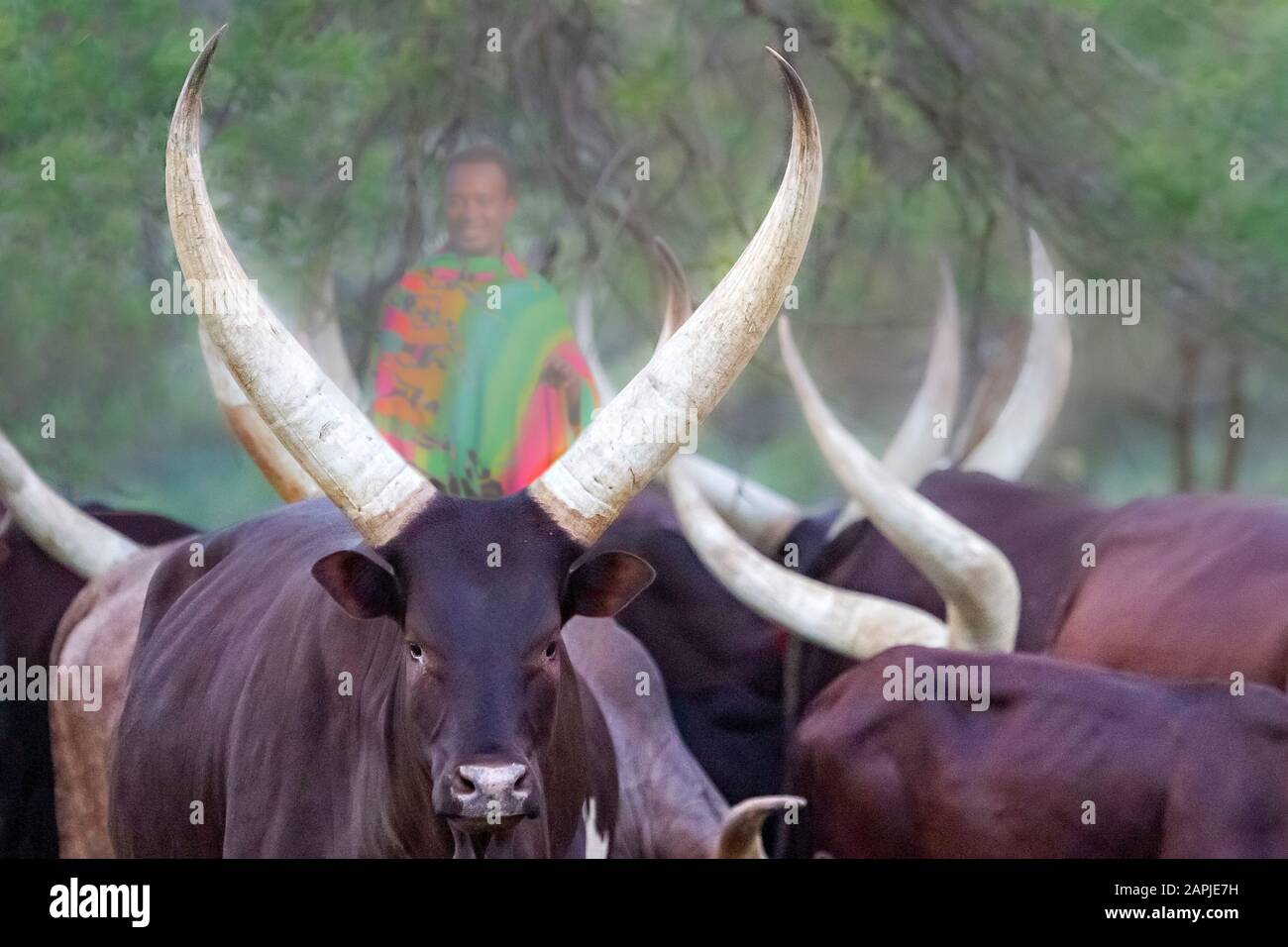 Uganda cattle hi-res stock photography and images - Alamy