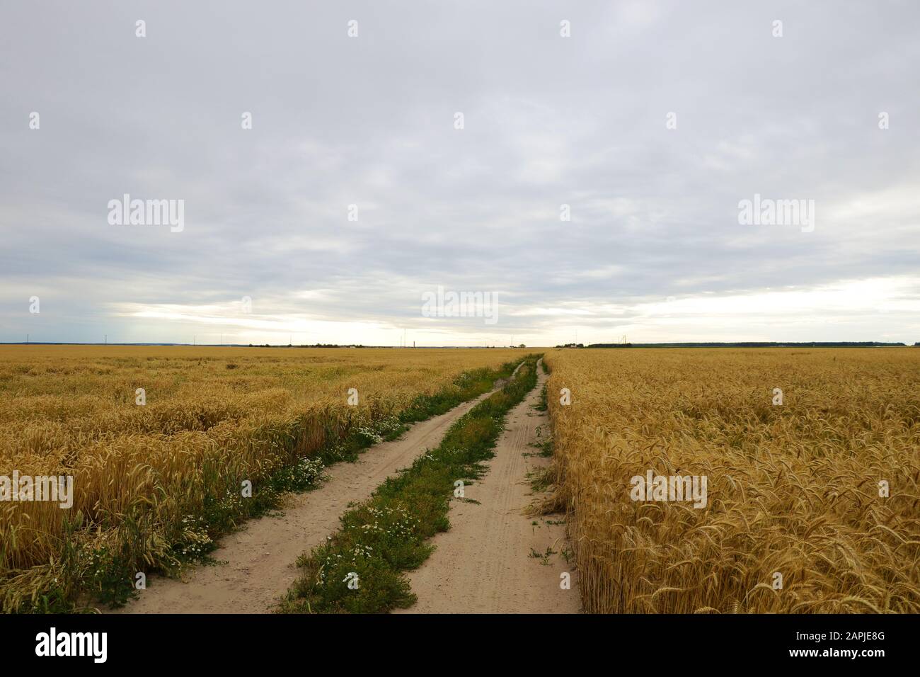 Dirt road through wheat field hi-res stock photography and images - Alamy