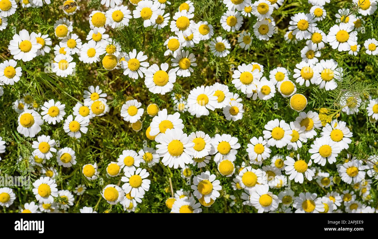 Daisy daisey hi-res stock photography and images - Alamy