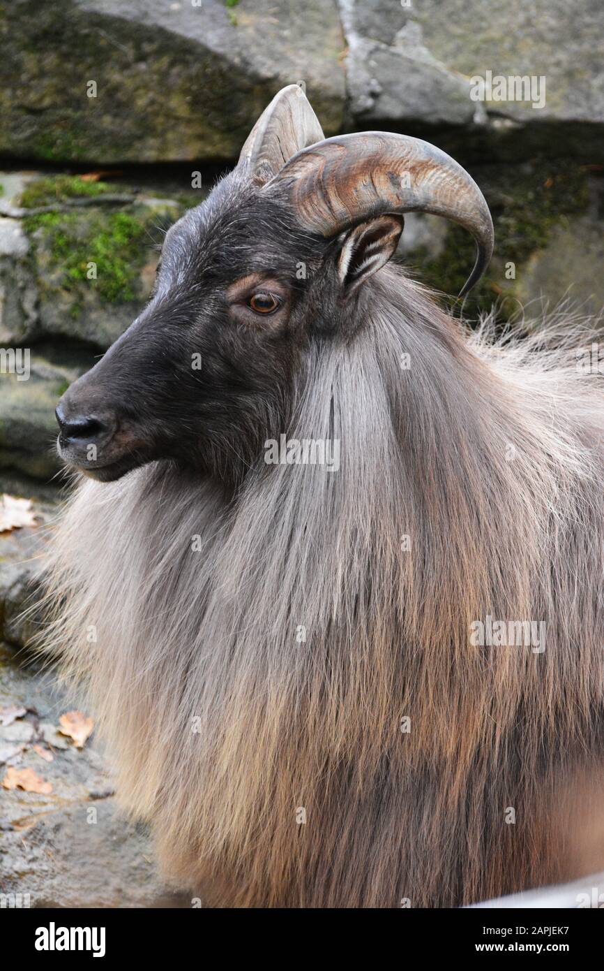 portrait of a Himalaya - Tahr Stock Photo - Alamy