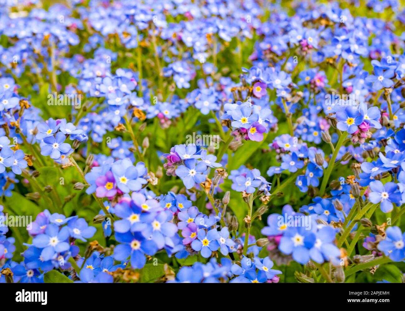 Spring nature background with blue forget-me-not flowers Stock Photo ...