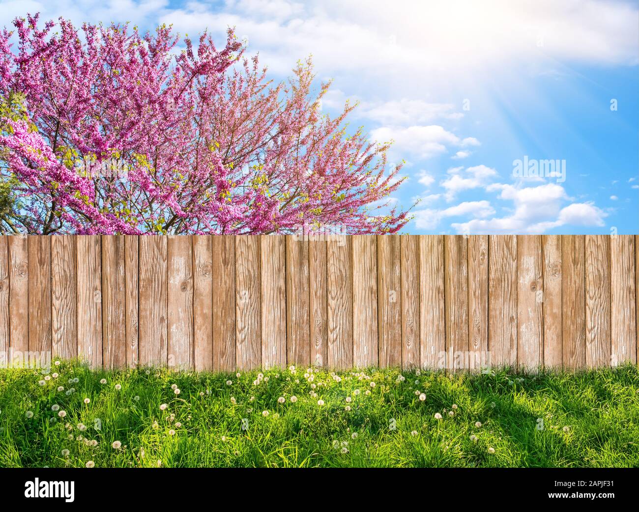 Picket fence garden blooming hi-res stock photography and images - Alamy