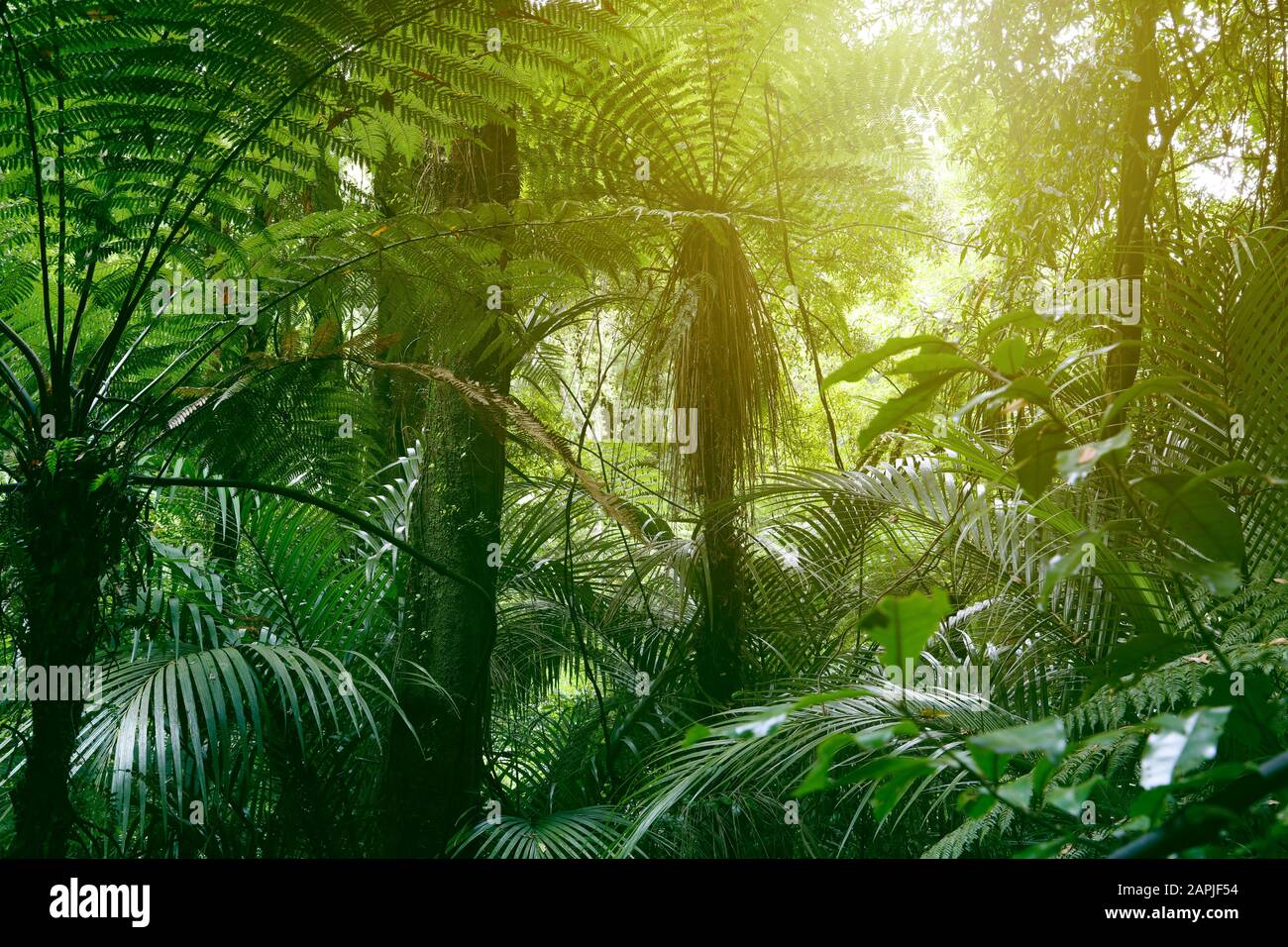 Tree canopy in tropical jungle Stock Photo - Alamy
