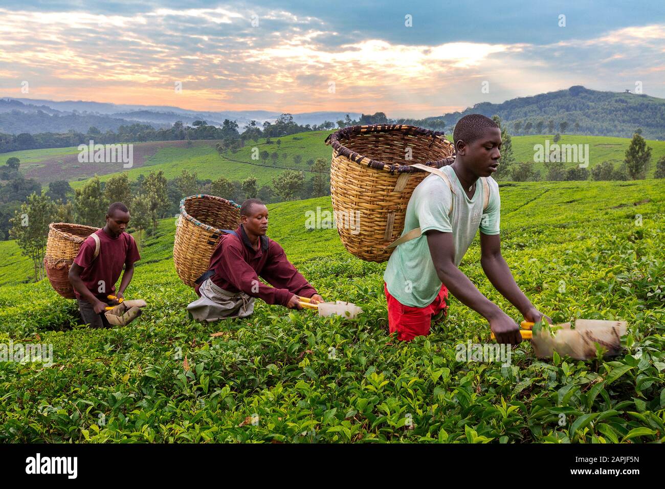 How to grow tea leaves hi-res stock photography and images - Alamy