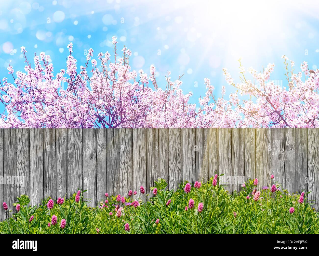 Picket fence garden blooming hi-res stock photography and images - Alamy