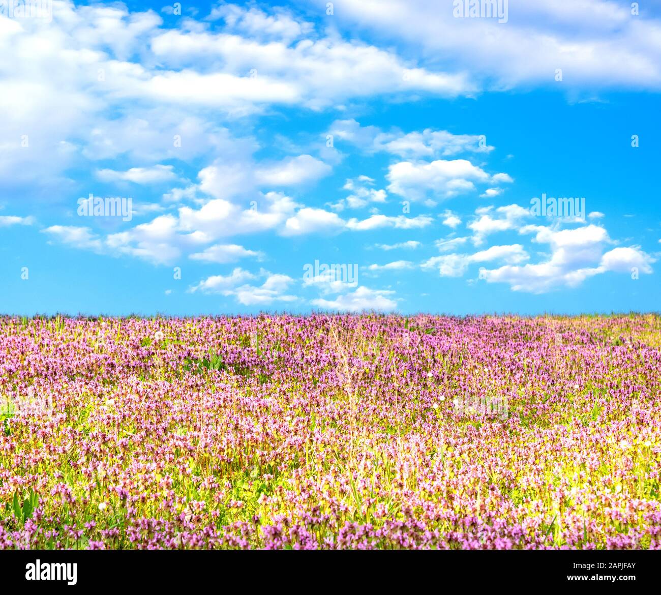 Spring or summer nature background with field of flowers and blue sky ...