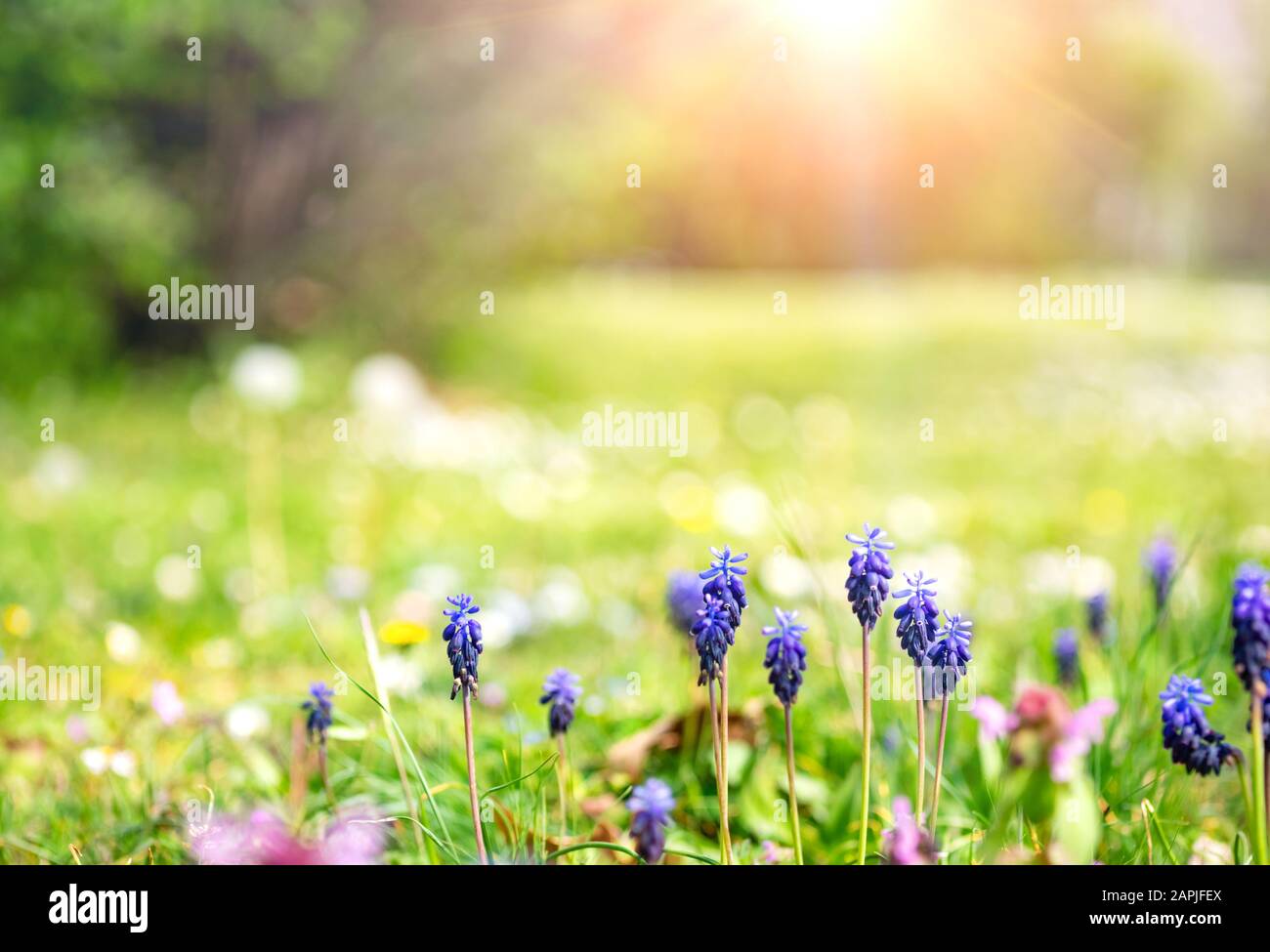 Spring garden background hi-res stock photography and images - Alamy