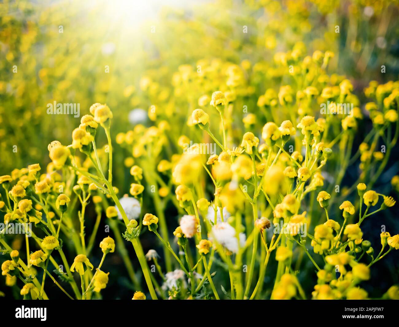 Yellow flowers in the lights of sun. Spring nature background Stock ...