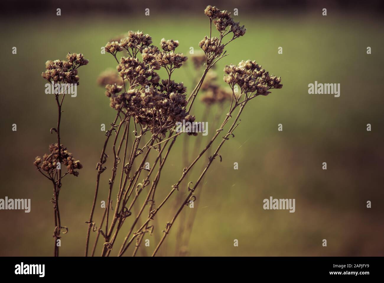 withered weeds in the field during autumn season Stock Photo - Alamy