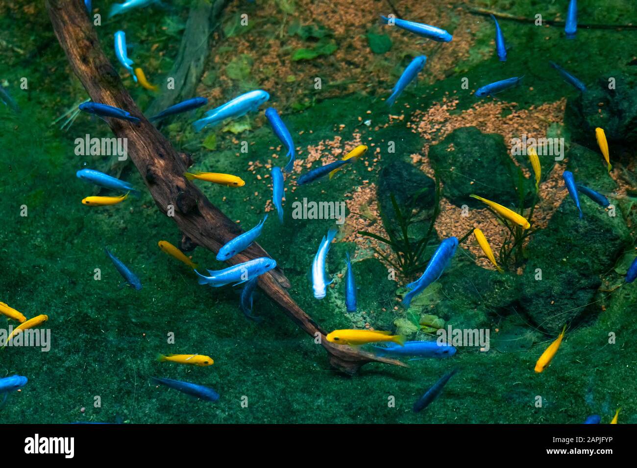 Exotic tropical fish swim hi-res stock photography and images - Alamy