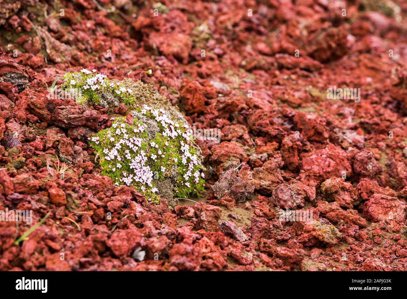 Icelandic flora vatnajokull national park hi-res stock photography and ...
