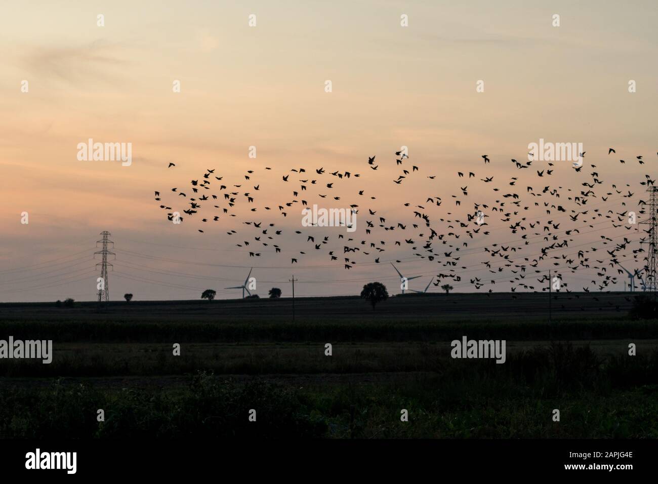 landscape with flock of birds flying over fields during sunset Stock ...