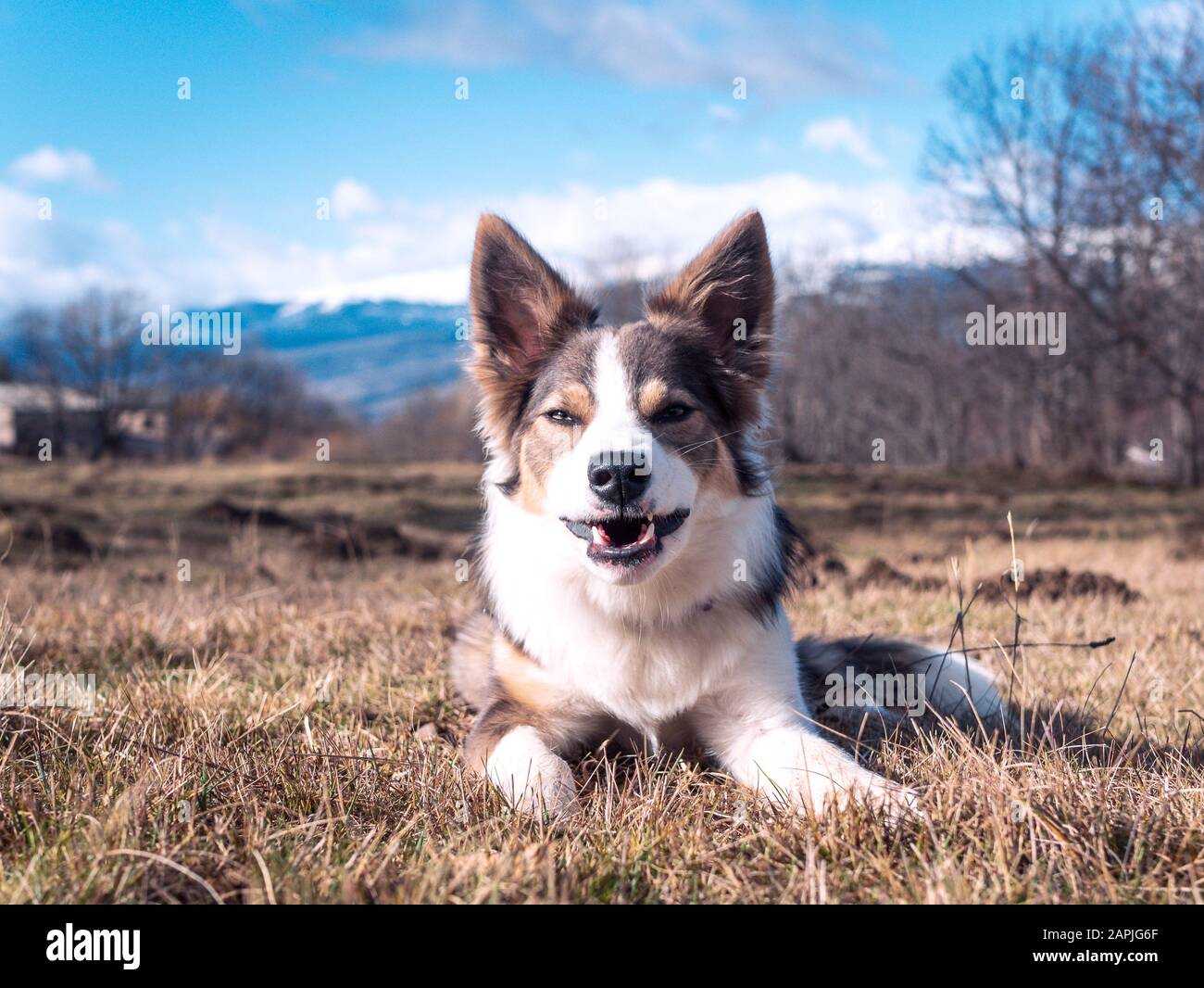 Border collie face hi-res stock photography and images - Alamy