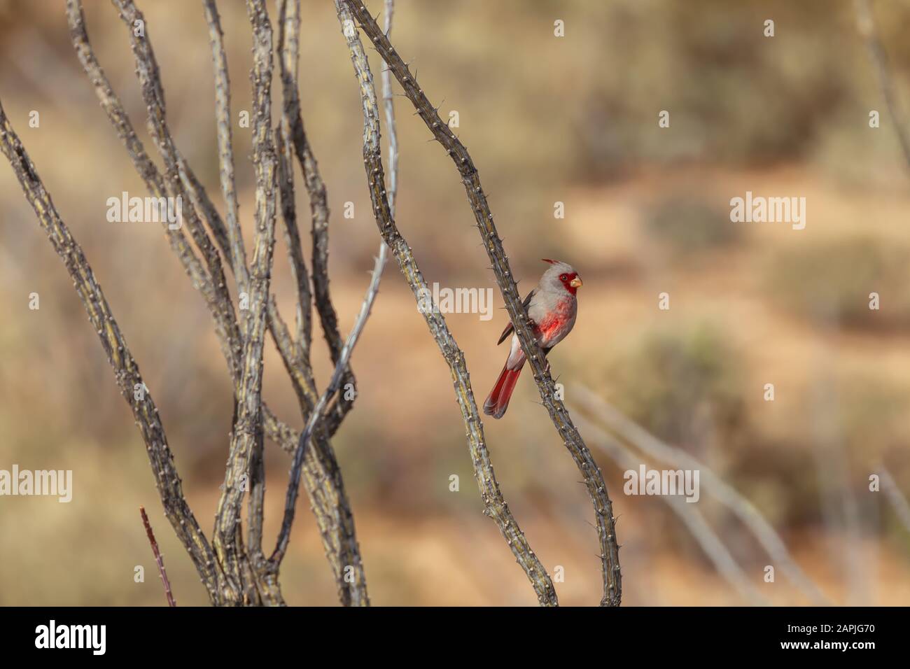 Desert cardinal hi-res stock photography and images - Alamy
