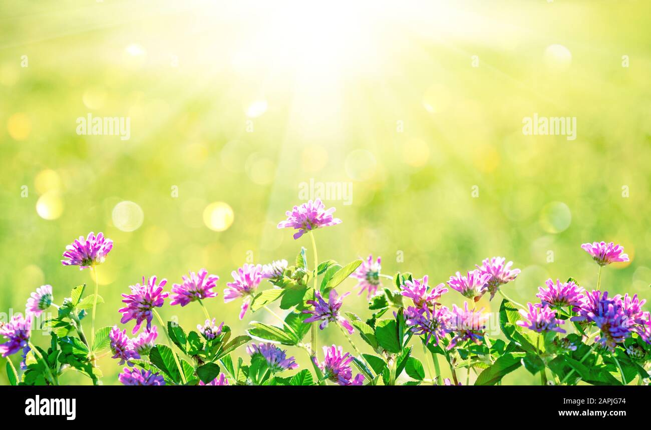 Wildflowers of clover in rays of sunlight Stock Photo - Alamy