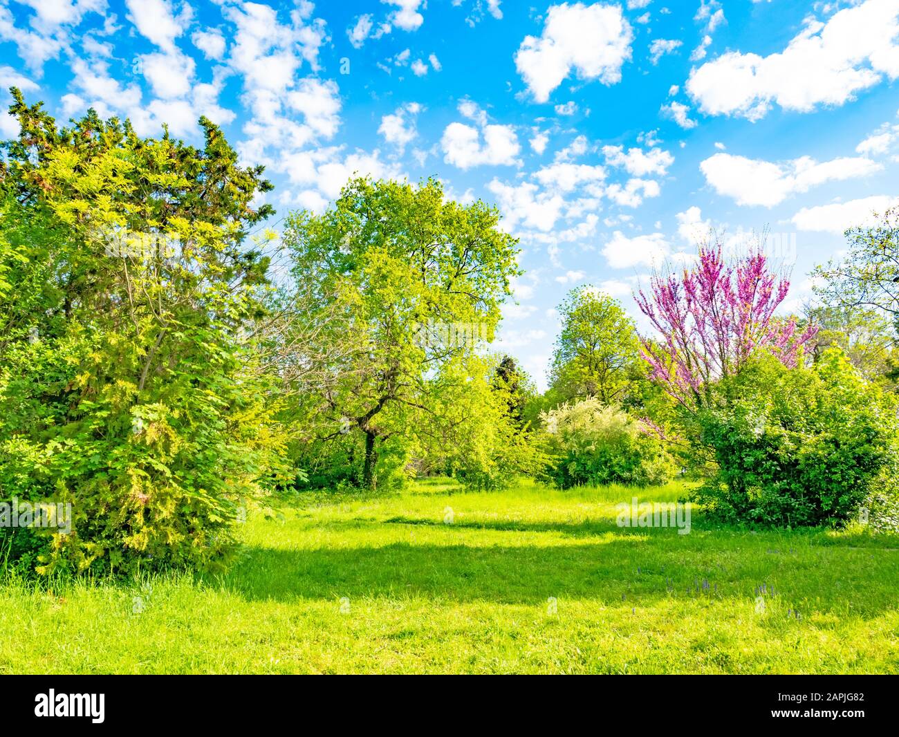 Backyard and garden with trees, green grass on lawn and blue sky with ...