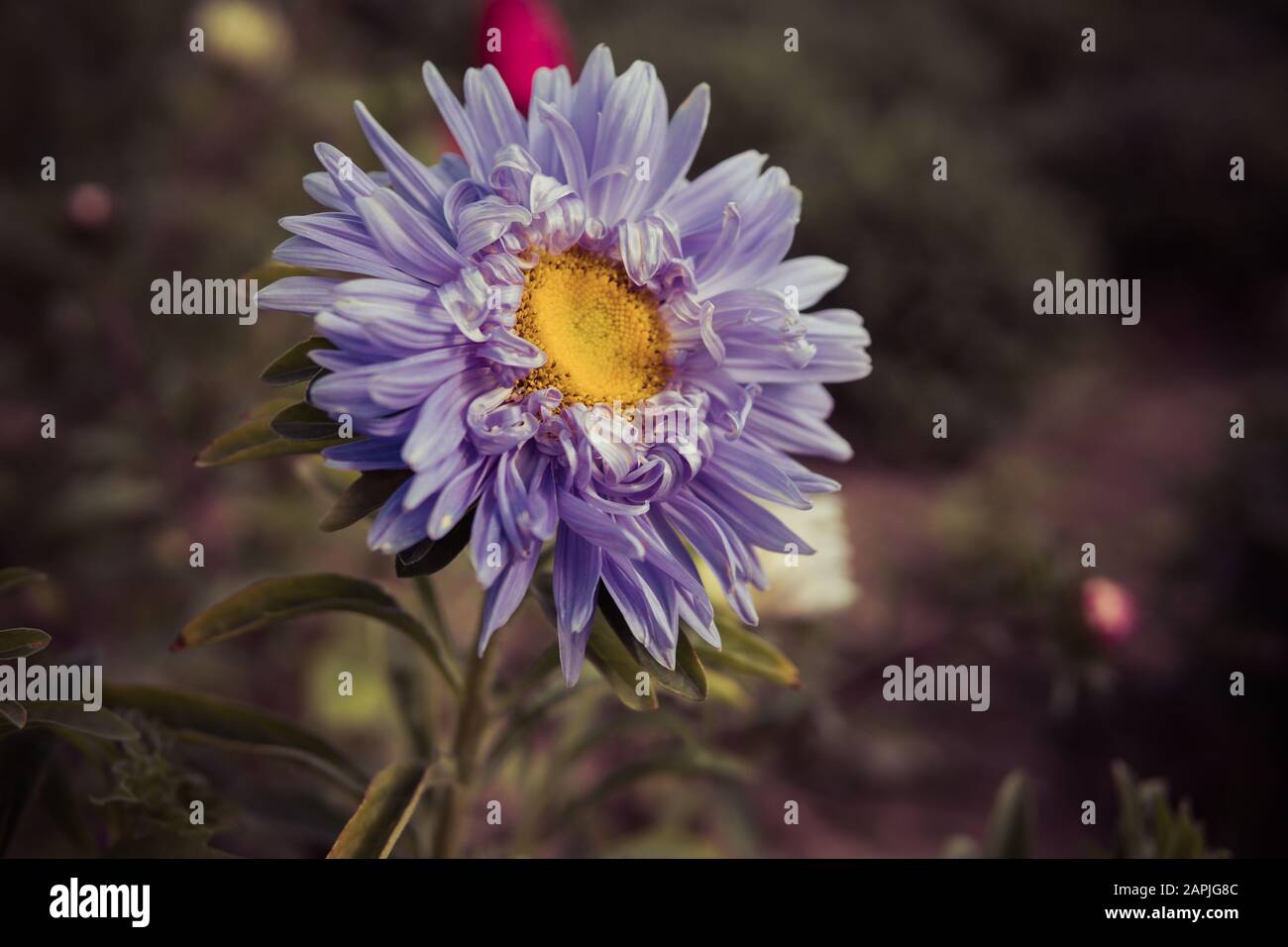 violet flowers of chrysnathemum growing in the field Stock Photo - Alamy