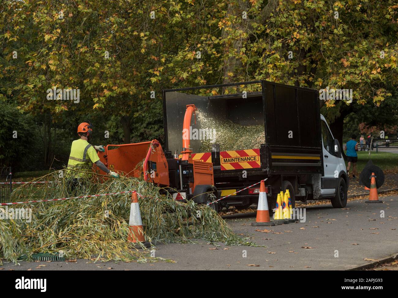 A tree surgeon / arborist feeds branches into a heavy duty shredder to ...
