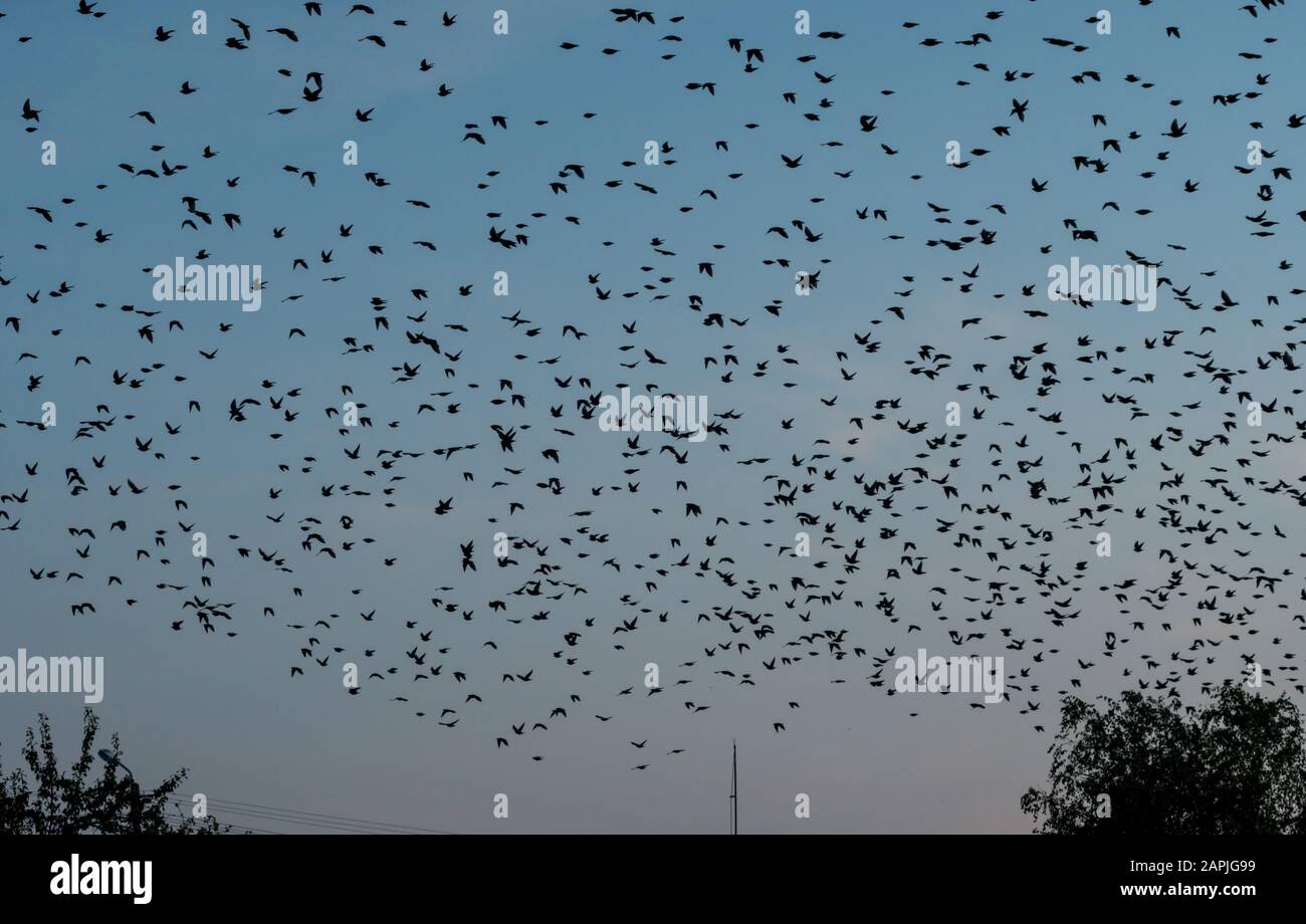 large number of black birds flying over sky during end of the day Stock ...