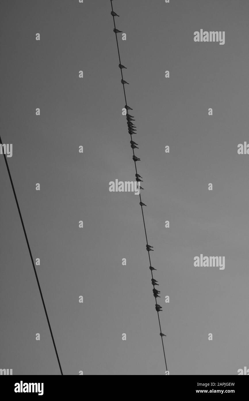 birds sitting on cables of power lines over sky Stock Photo - Alamy