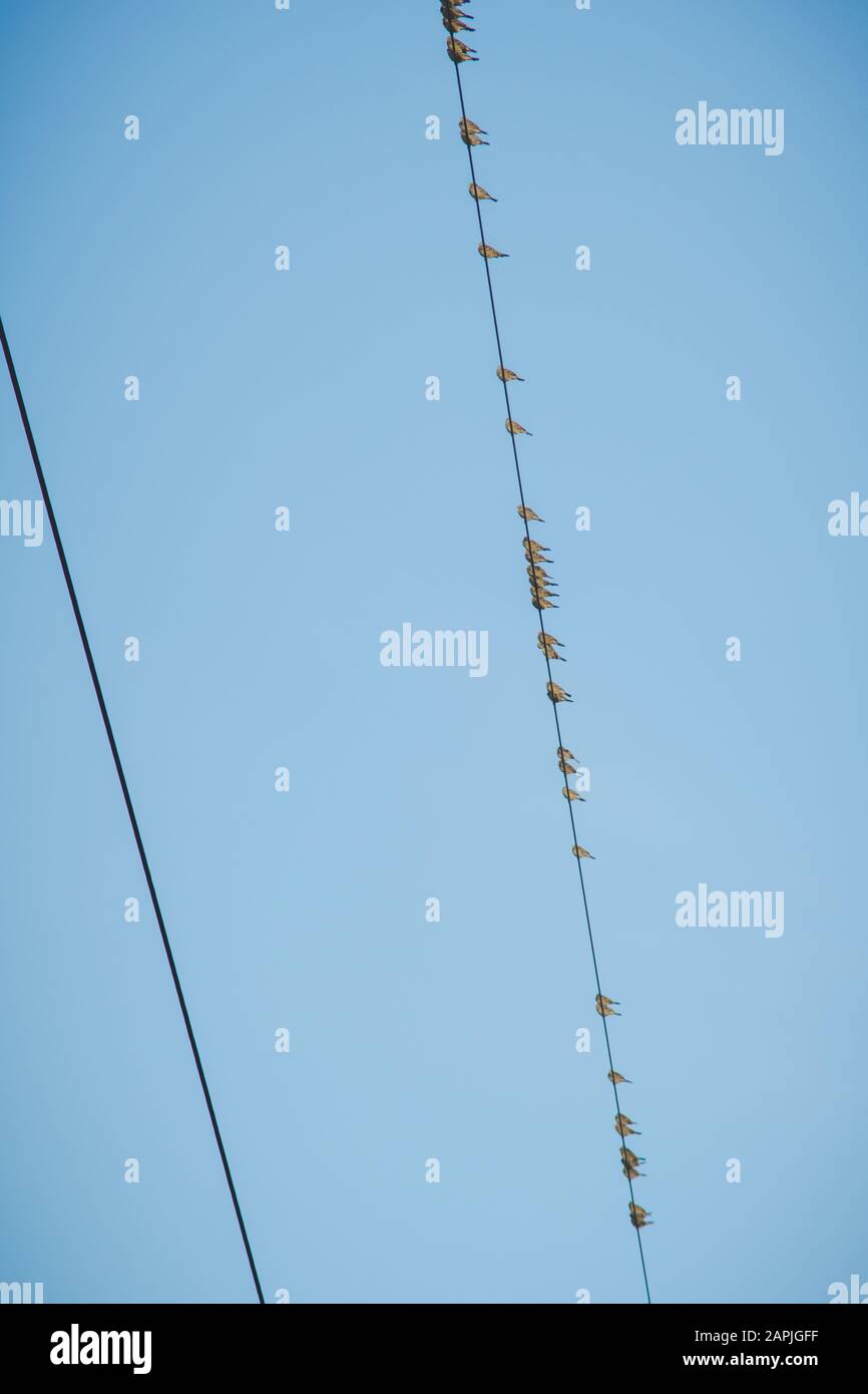 birds sitting on cables of power lines over sky Stock Photo - Alamy